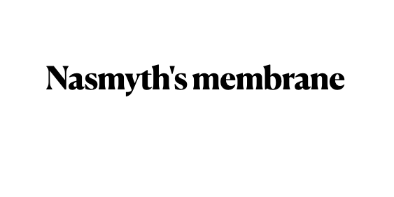 Nasmyth's membrane – Zahnwelt Mohsen